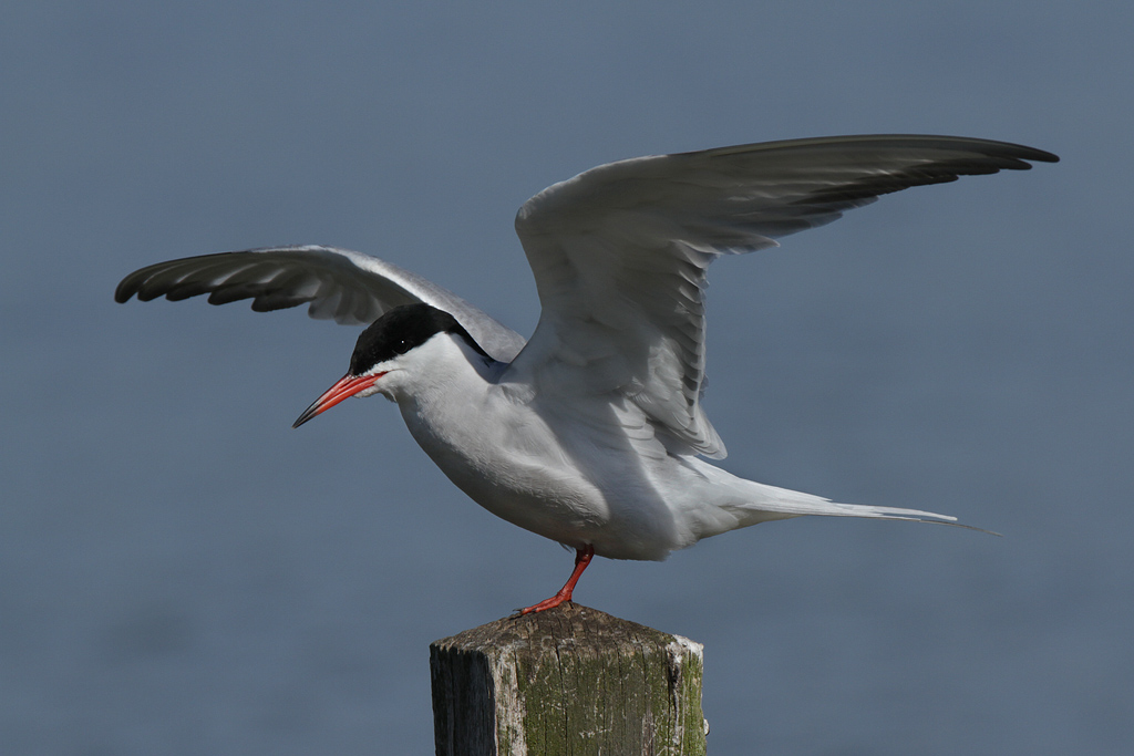 Visdiefje – Sterna hirundo (2) | Natuurfotografie – Leo Wijering