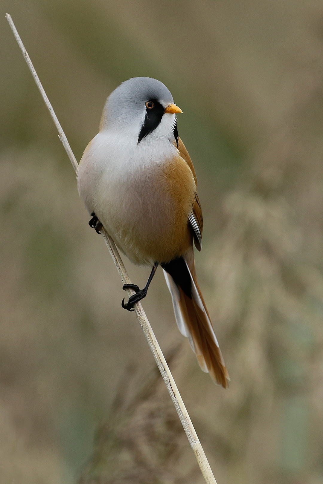 Baardman – Panurus biarmicus (a) | Natuurfotografie – Leo Wijering