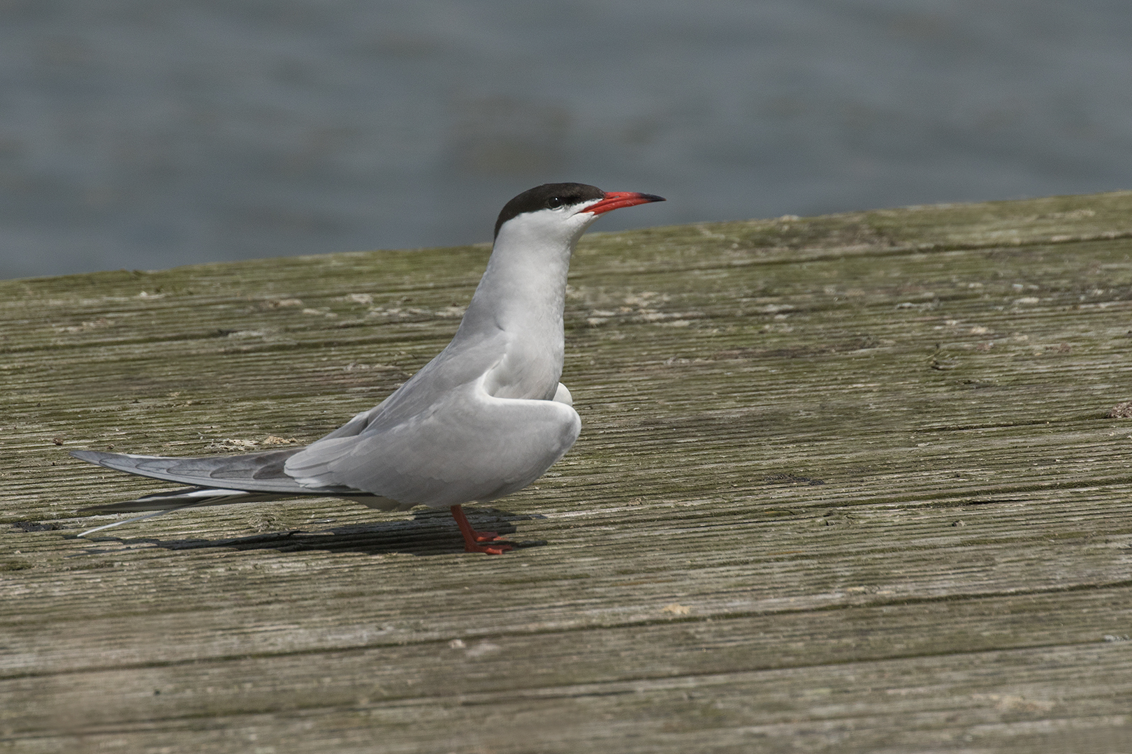 Visdiefje in baltshouding – Sterna hirundo(a1) | Natuurfotografie – Leo ...