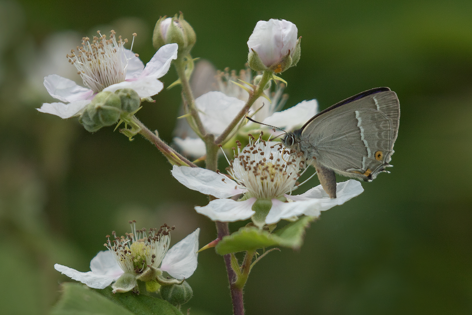 Eikenpage op braamstruik – Favonius quercus – Purple Hairstreak (a1 ...